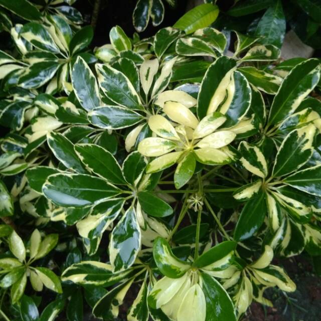 Jual Tanaman hias walisongo variegata-varigata | Shopee Indonesia