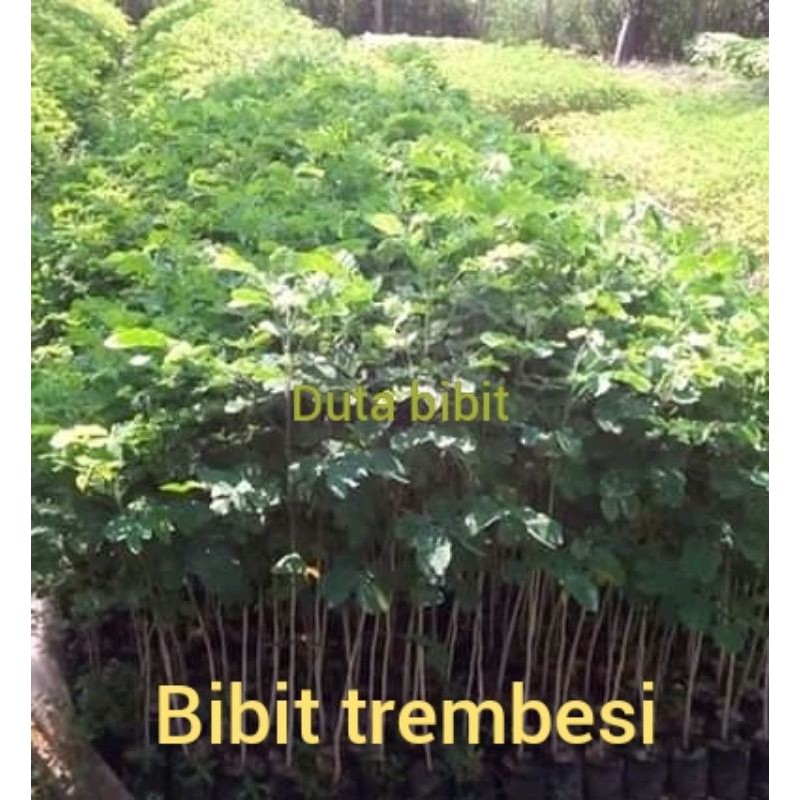Jual BIBIT TREMBESI(beli 10 bonus 1)promo | Shopee Indonesia