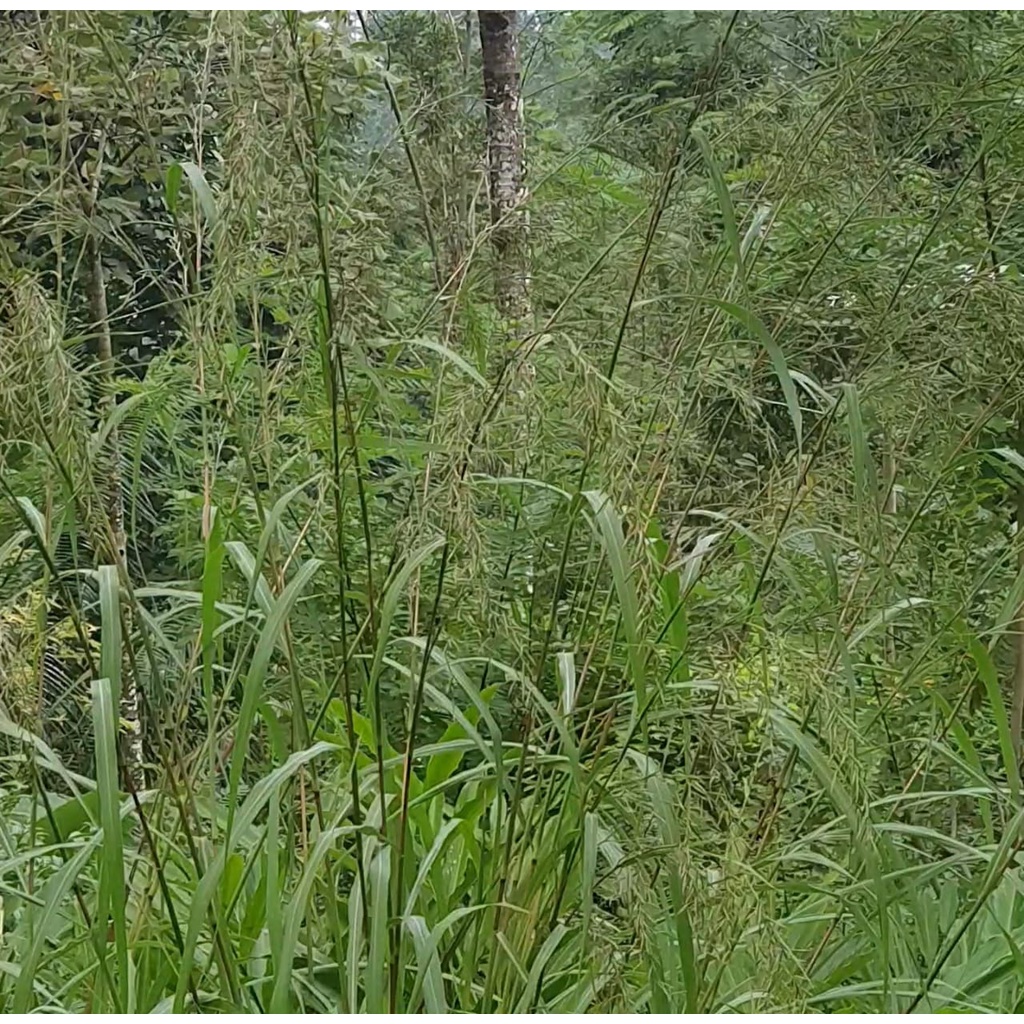 Jual KUKURING Bunga sereh / kembang serai merah wangi lanang | Shopee ...