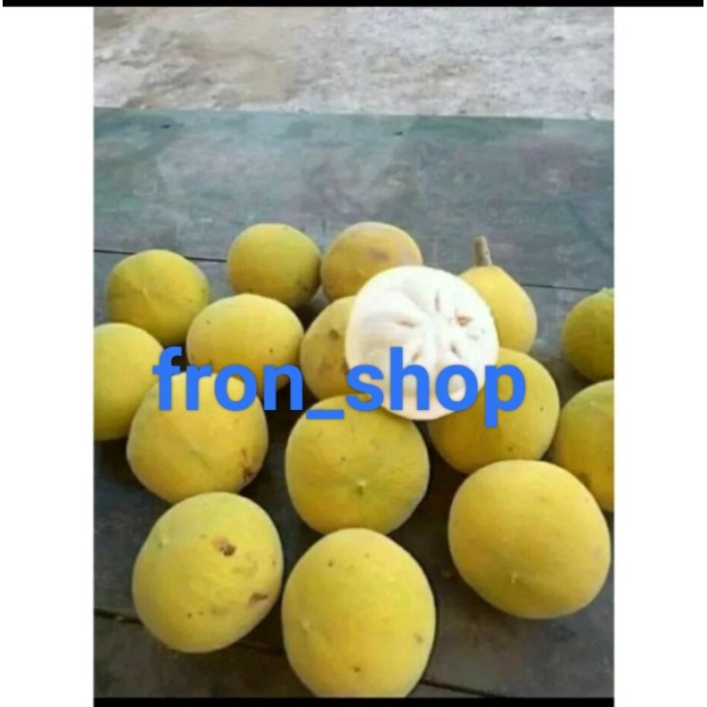 Jual BUAH KECAPI SEGAR | BUAH KECAPI MANIS 1KG | Shopee Indonesia Jual BUAH KECAPI SEGAR | BUAH KECAPI MANIS 1KG | Shopee Indonesia