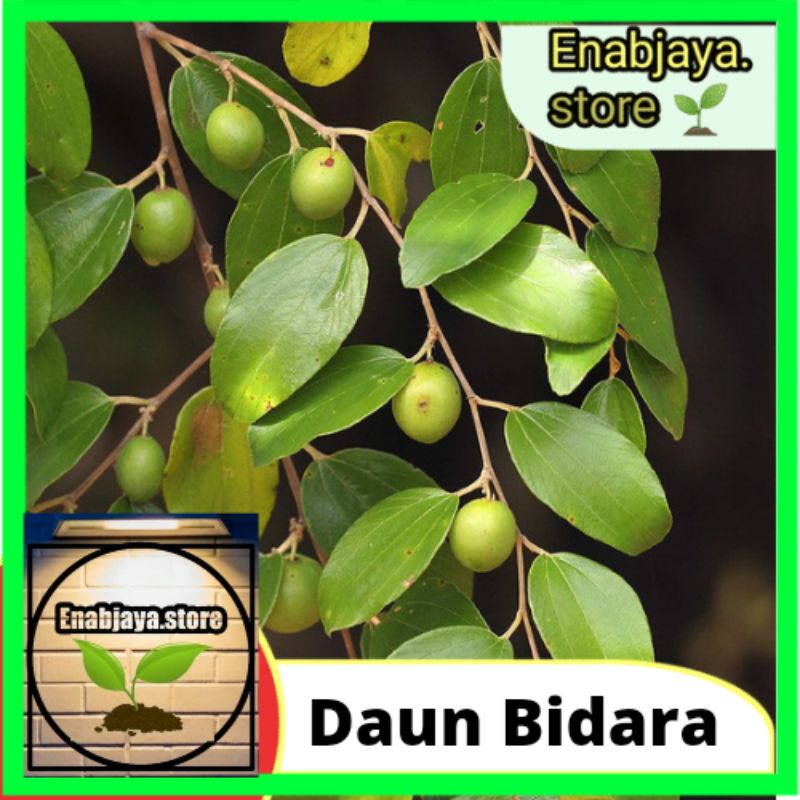 Jual Benih Daun Bidara Arab Unggul Kualitas Super (5 biji) | Shopee ...