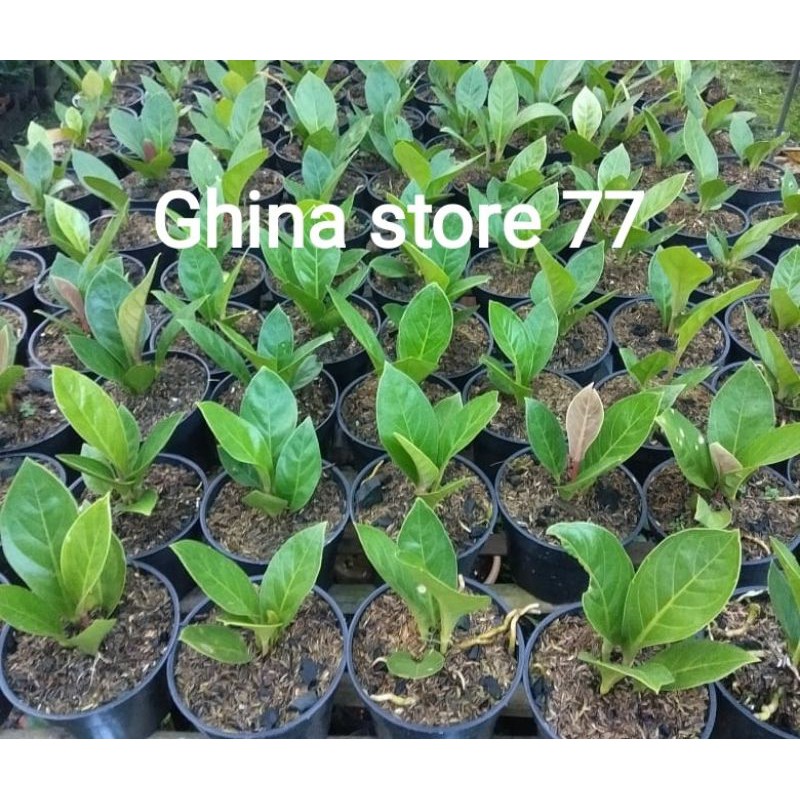 Jual Anthurium Jemani Cobra / Anthurium Jemani Kol | Shopee Indonesia