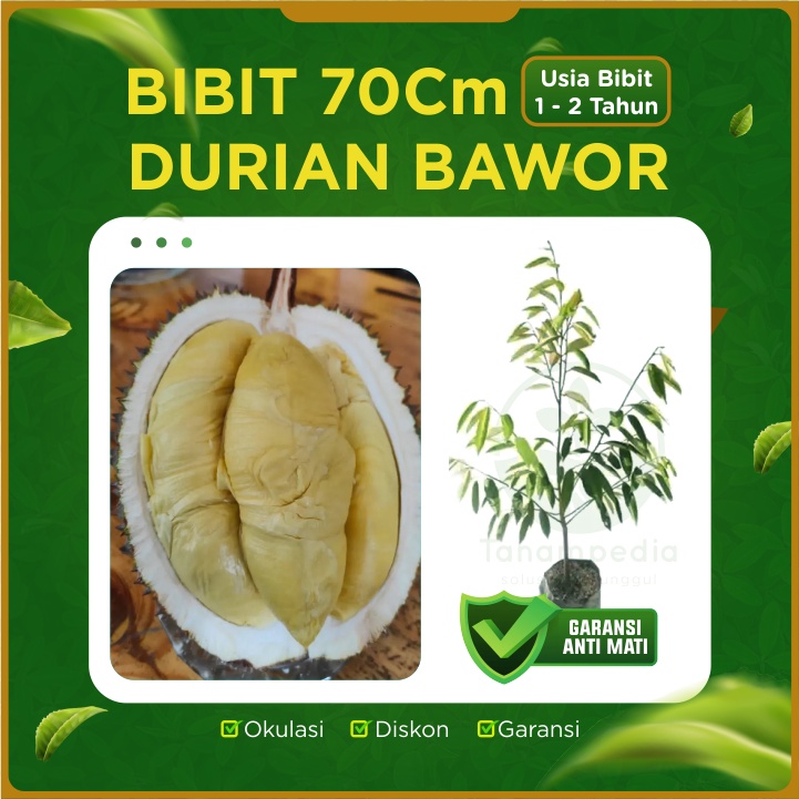 Jual Biji Durian Bawor / Entres Durian Bawor / Bibit Durian Bawor Besar 70cm Usia 1 - 2 Tahun ...