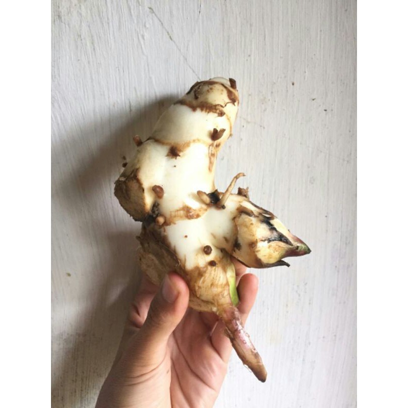 Jual Umbi Ganyong | Shopee Indonesia