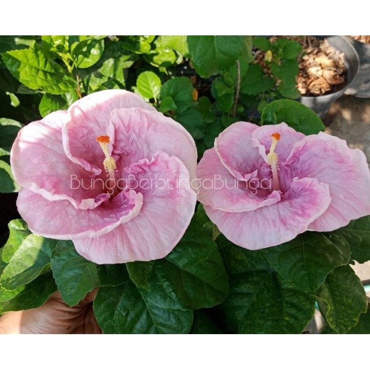 Jual bibit bunga hibiscus kembang sepatu bangkok import warna cotton ...