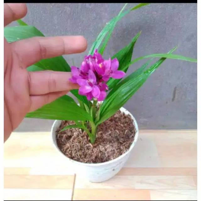 Jual Tanaman anggrek mini (ungu) | Shopee Indonesia