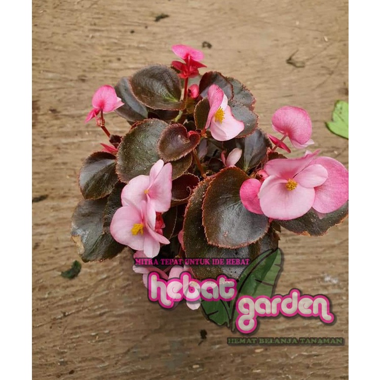 Jual Begonia bunga Pink - Hebat Garden | Shopee Indonesia