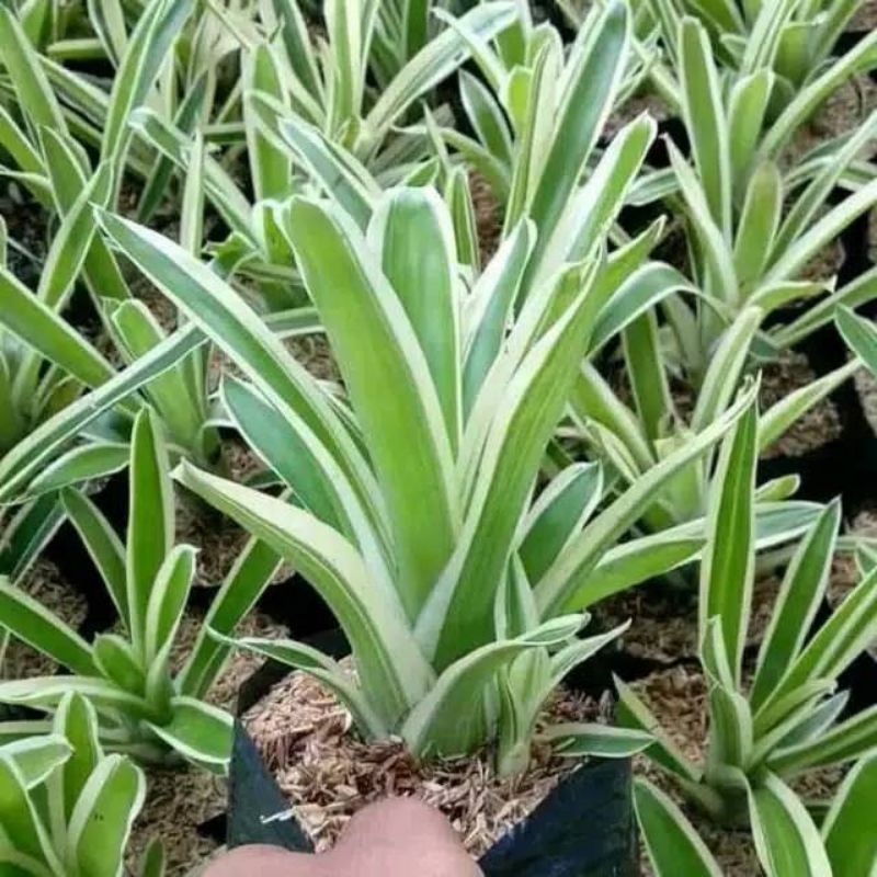 Jual Tanaman hias bromel | Shopee Indonesia