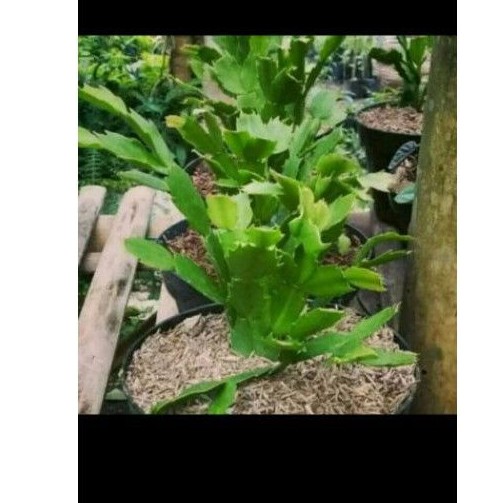 Jual tanaman hias jaya kusuma/jaya kusuma kepiting bunga merah | Shopee ...