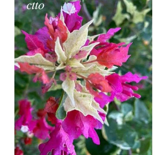 Jual Entres Bougenville ID baru//BUGENVIL BUNGA KERTAS/BUGENVIL IMPORT ...