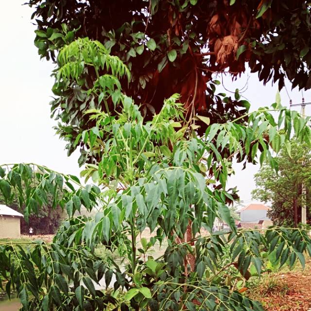 Jual Daun mindi /segar/melia azedarach | Shopee Indonesia