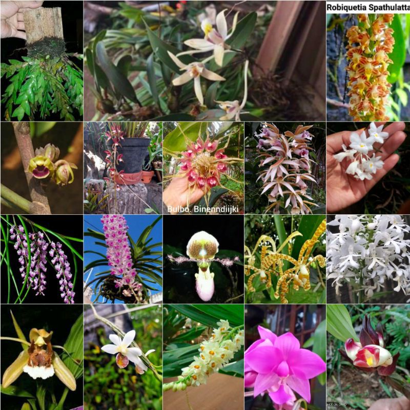 Jual Anggrek SERBU (serba sepuluh ribu) beli 10 jenis gratis 1 jenis ...