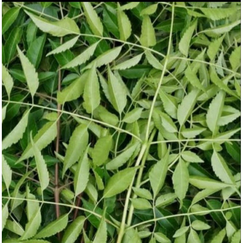 Jual daun mimba/mindi per 1kg segar di petik langsunh dari pohon ...