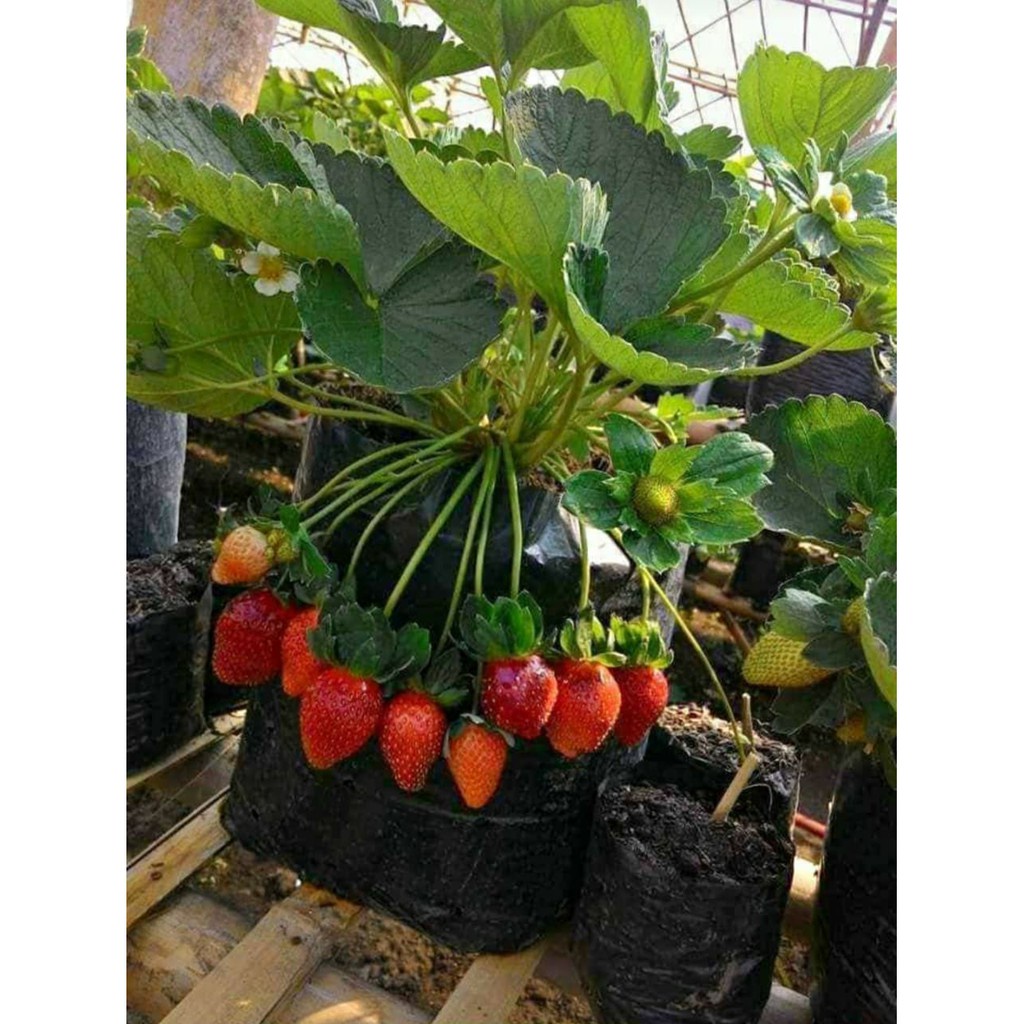 Jual Tanaman Bibit Buah Strawberry Stroberi California (Sudah Berbuah ...