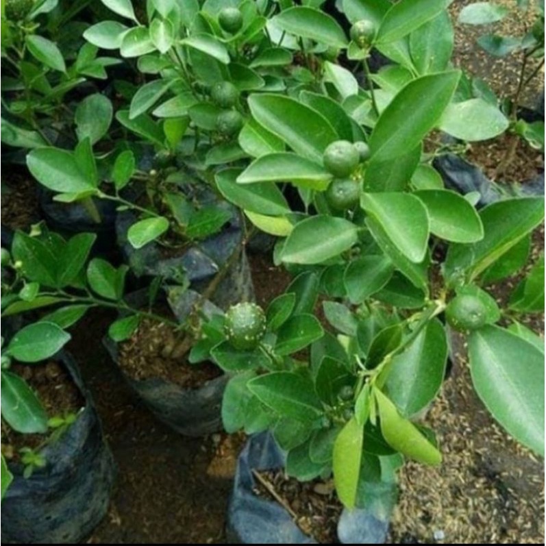 Jual pohon jeruk limau bibit tanaman jeruk limo | Shopee Indonesia