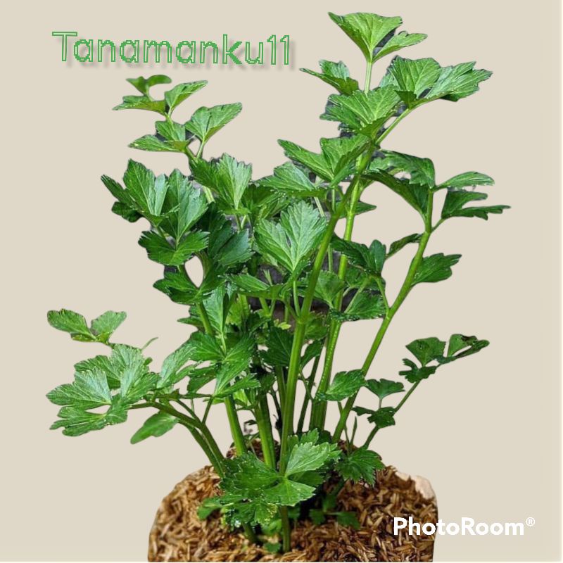 Jual tanaman seledri stok rimbun segar | Shopee Indonesia