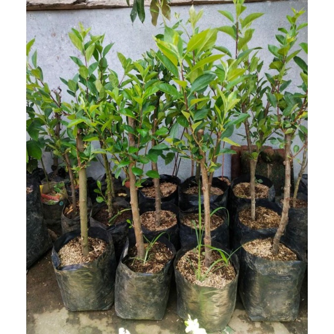 Jual Bibit Apel Fuji merah cangkok cepat berbuah | Shopee Indonesia