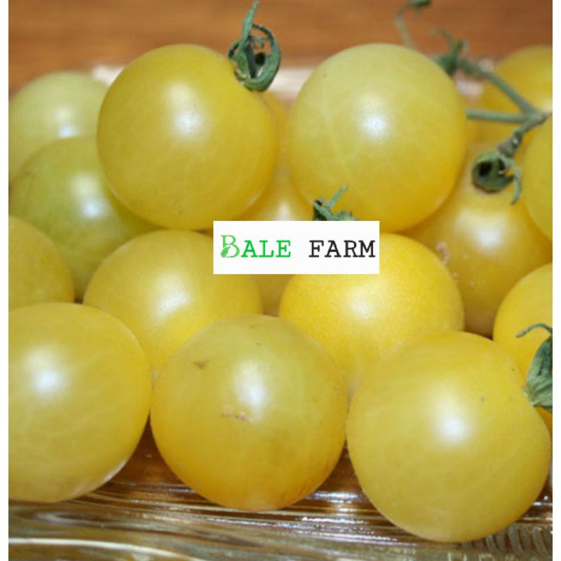 Jual benih tomat tomato white cherry | Shopee Indonesia