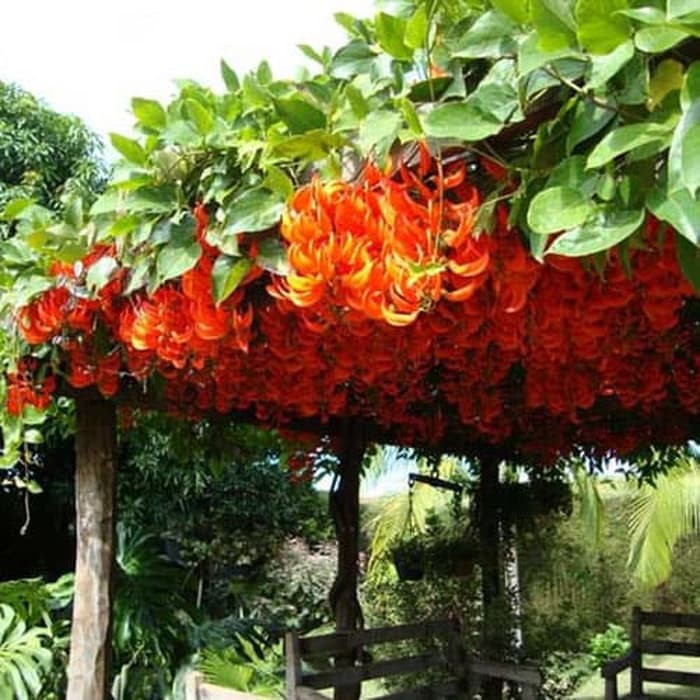 Jual Tanaman hias irian flame bunga orange 70 cm | Jenis tanaman hias ...