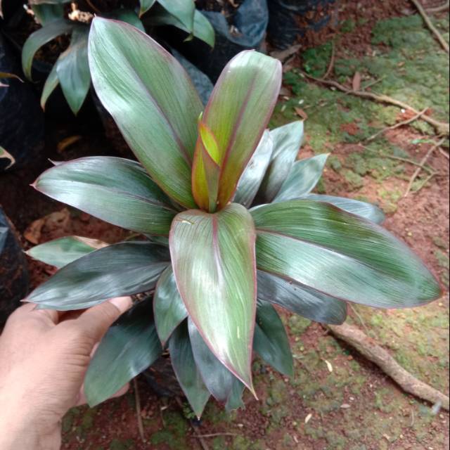 Jual Tanaman hias hanjuang merah mini andong kemoceng mini | Shopee ...