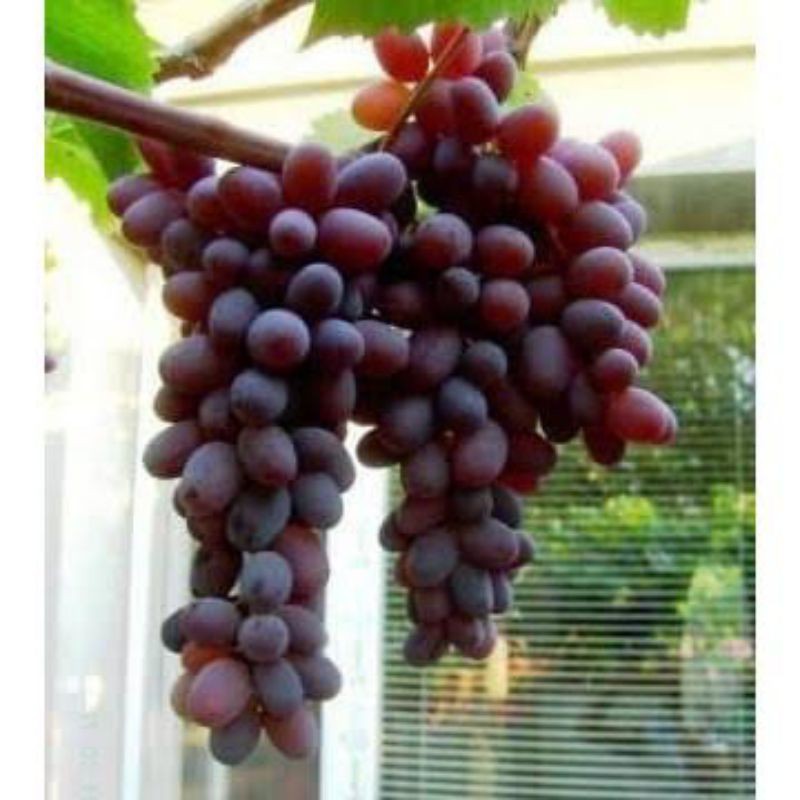 Jual bibit anggur jenis jupiter seedless | Shopee Indonesia