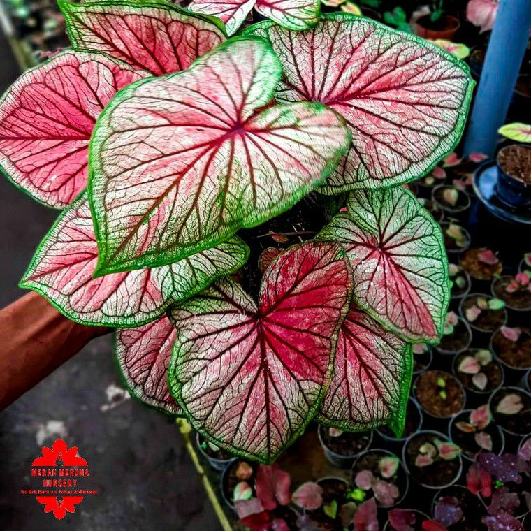 Jual Keladi Srikandi Tanaman Hias Hidup Bibit Bunga Caladium Srikandi ...