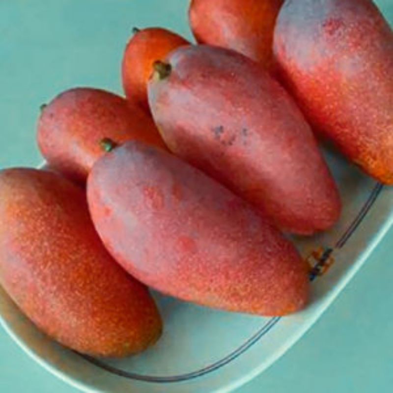 Jual Bibit Mangga Red Emperor | Shopee Indonesia