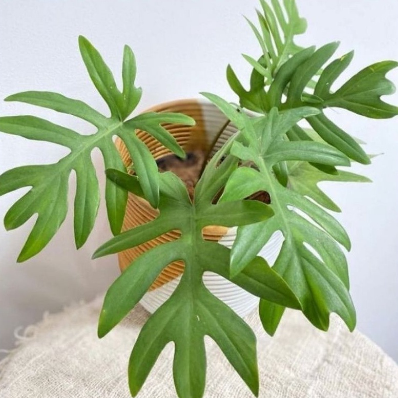 Jual NEW Tanaman Hias Philo Mayoi / Bunga Hias Philodendron Mayoy ...
