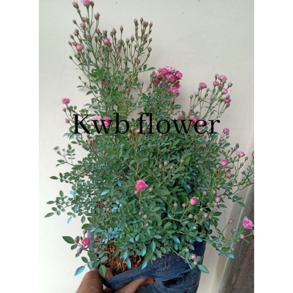 Jual BUNGA BABY ROSE DEWASA / INDUKAN PALING LAKU | Shopee Indonesia
