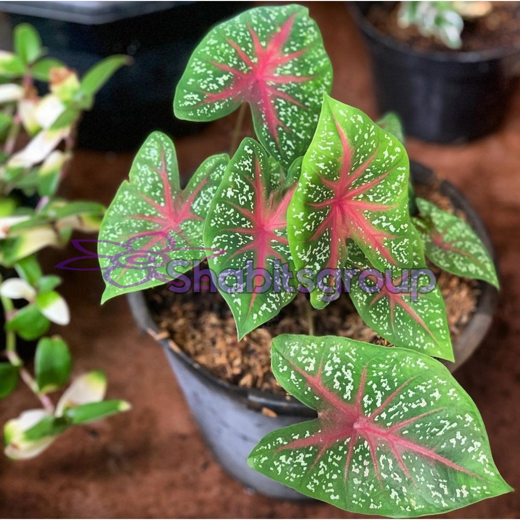 Jual Tanaman hias keladi redstar - tanaman keladi | Shopee Indonesia