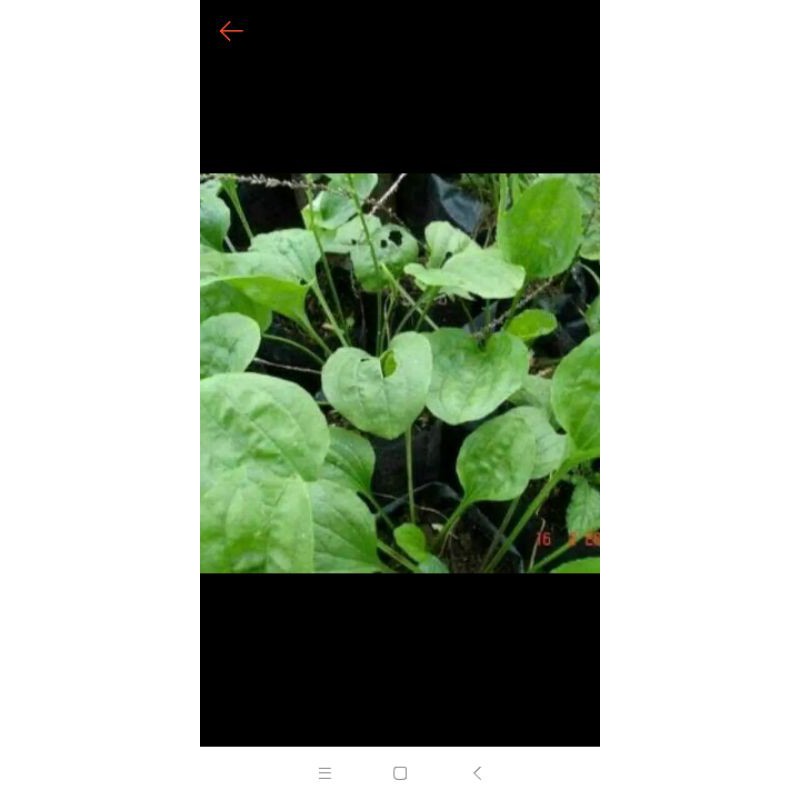 Jual bibit daun sendok(ki urat) | Shopee Indonesia