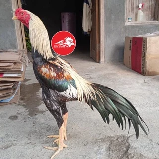Jual Ayam Pakhoy Terlengkap & Harga Terbaru Juli 2024 | Shopee Indonesia