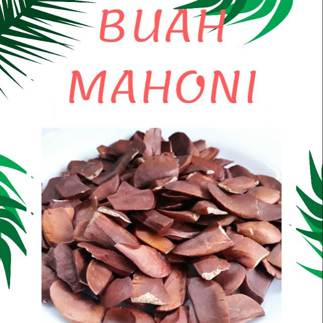 Jual Buah mahoni | Shopee Indonesia