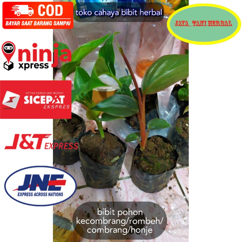 Jual GAMBAR ASLI Bibit tanaman pohon kecombrang/combrang/rombeh/kincung ...