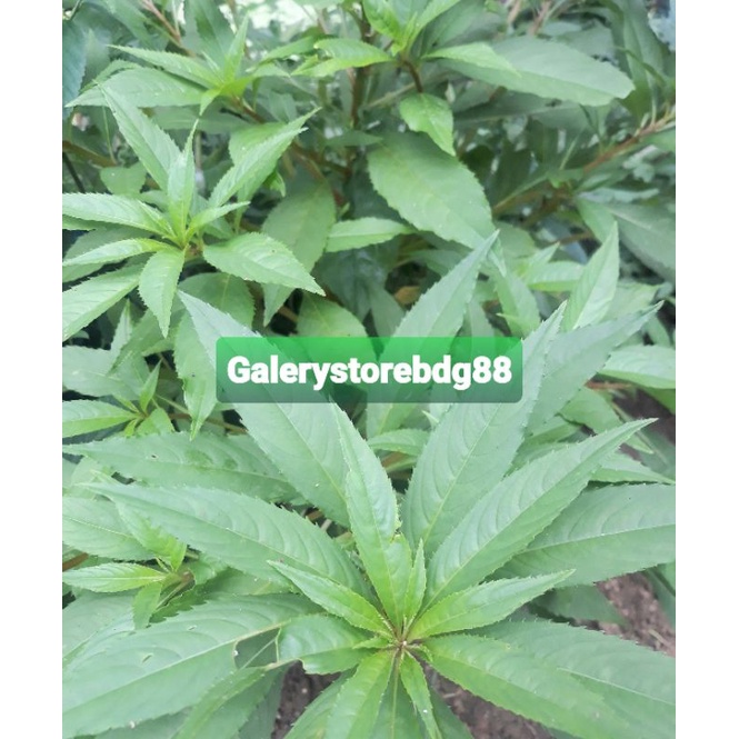 Jual Daun pacar air segar 100 gram ready | Shopee Indonesia