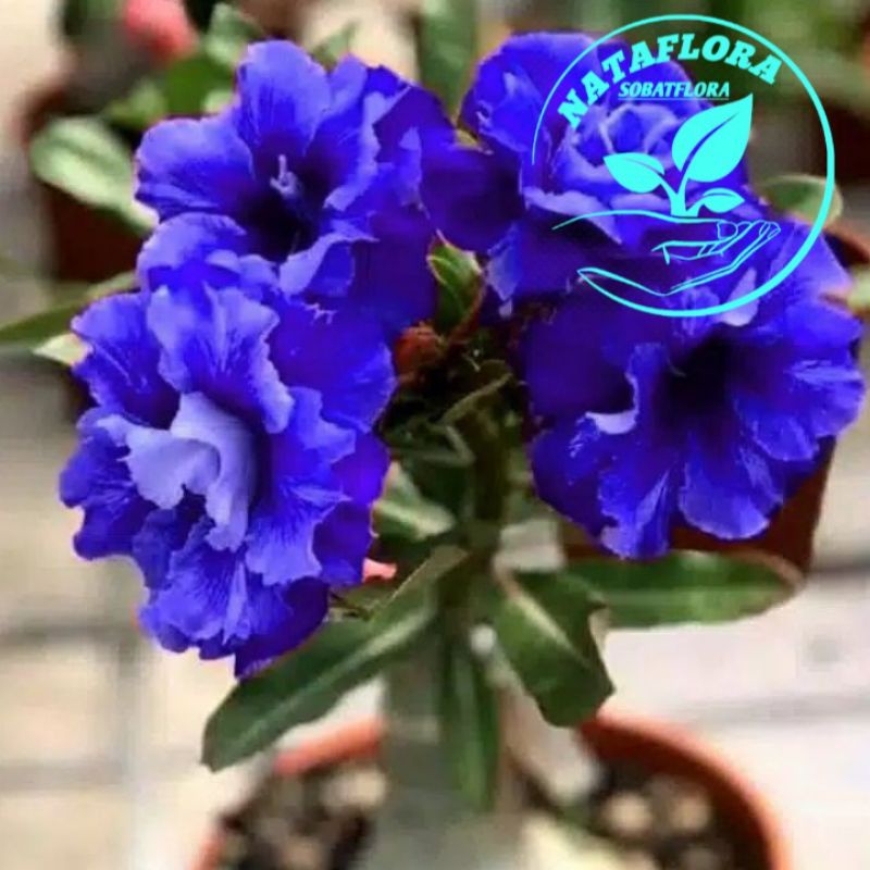 Jual Adenium Kamboja Jepang Bunga Tumpuk Purple Star Tumpuk Adenium