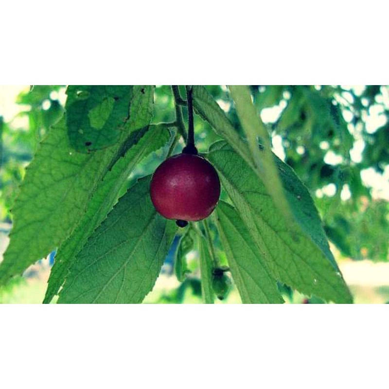 Jual Daun Ceri Atau Daun Kersen paket 500 gram | Shopee Indonesia