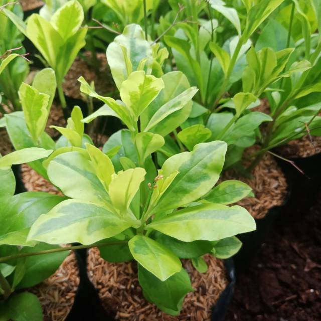 Jual Pohon Ginseng golden pohon ginseng golden bibit tanaman hias ...