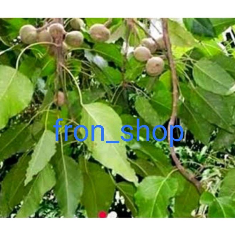 Jual BIBIT POHON KEMIRI PAKET (2POHON/BIBIT) | TANAMAN MUNCANG | Shopee ...