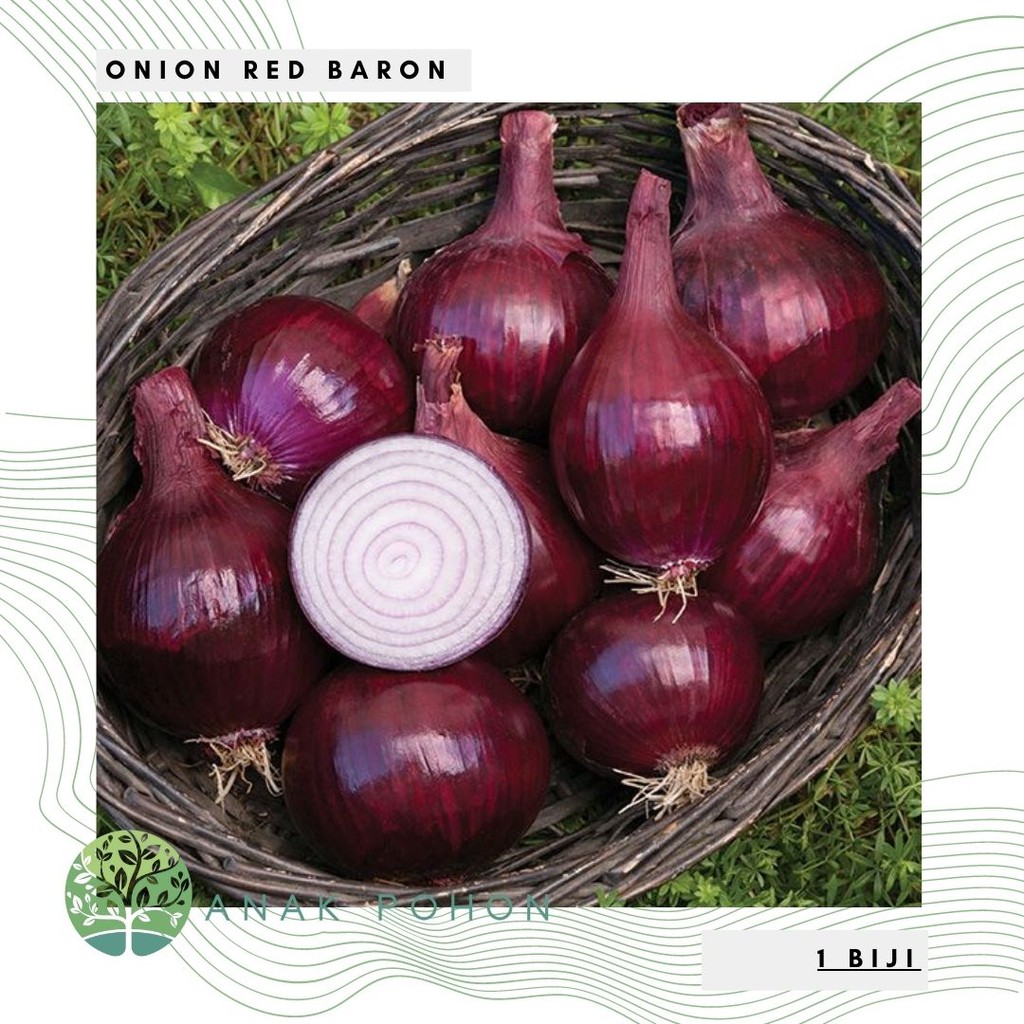 Jual Benih Bibit Biji - Onion Red Baron Bawang Bombay Merah Seeds ...