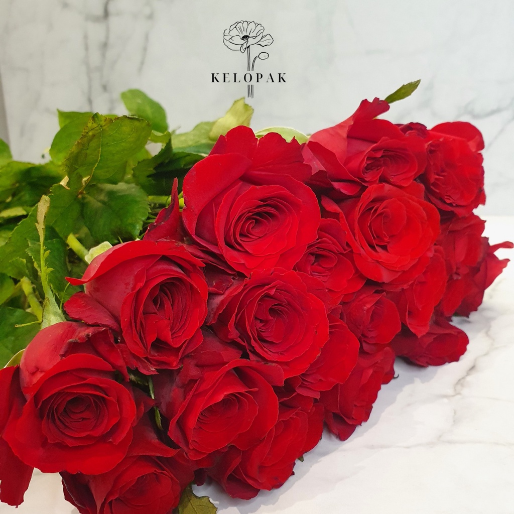 Jual Mawar Merah Asli isi 10 Tangkai/Mawar Merah Segar/Bunga Potong ...