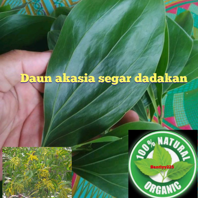 Jual Daun akasia atauACACIA MANGIUM segar | Shopee Indonesia