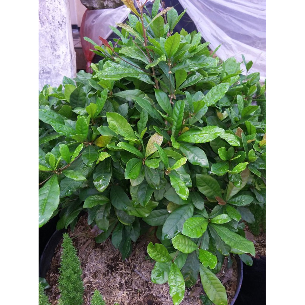 Jual Tanaman Buah Ajaib Miracle Fruit Dewasa Berbuah-Hampir 1M | Shopee ...