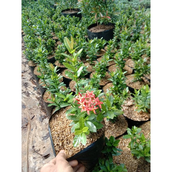 Jual New produk Tanaman hias pohon Asoka bunga Merah | Shopee Indonesia