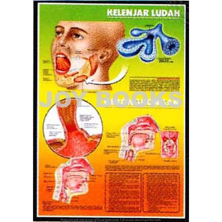 Jual POSTER KELENJAR LUDAH / ANATOMI ORGAN TUBUH MANUSIA / KESEHATAN ...