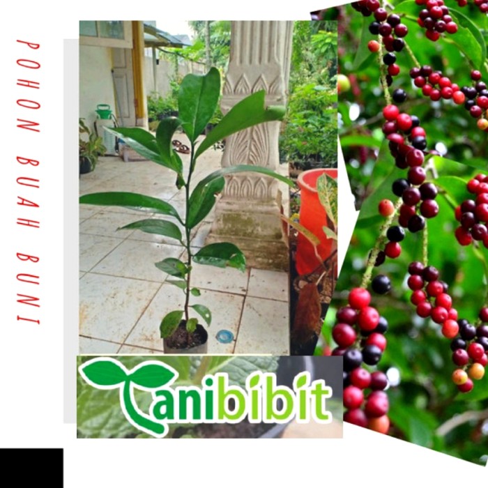 Jual bibit pohon buah buni/ huni bignai fruit | Shopee Indonesia