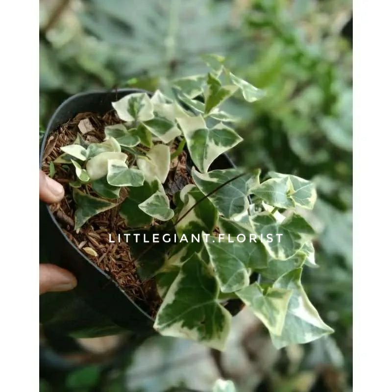 Jual Tanaman Gantung/ Rambat Happy Ivy (Sudah Rimbun) | Shopee Indonesia