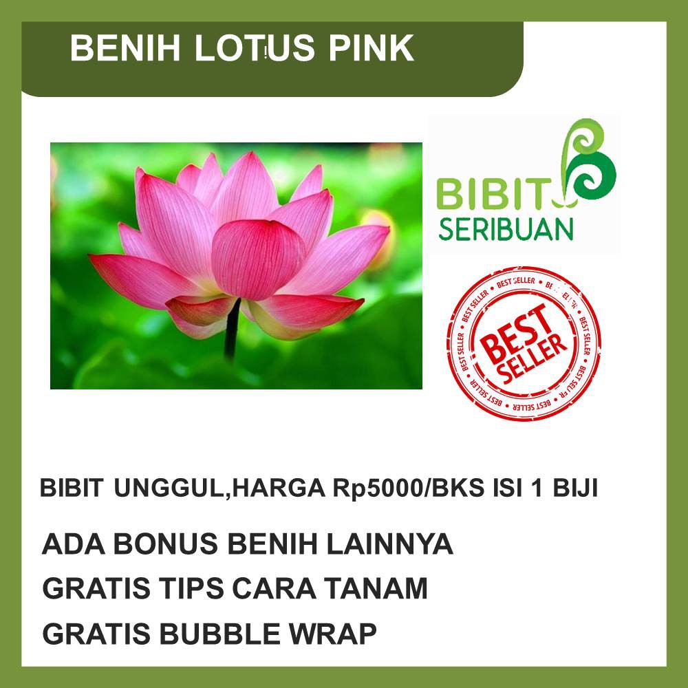 Jual BIBIT TERATAI LOTUS | Shopee Indonesia