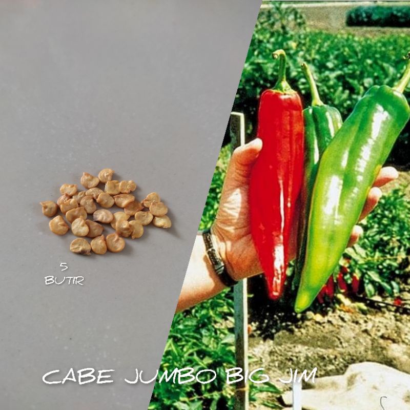 Jual 25 BUTIR BIJI/BENIH CABE JUMBO BIG JIM | Shopee Indonesia