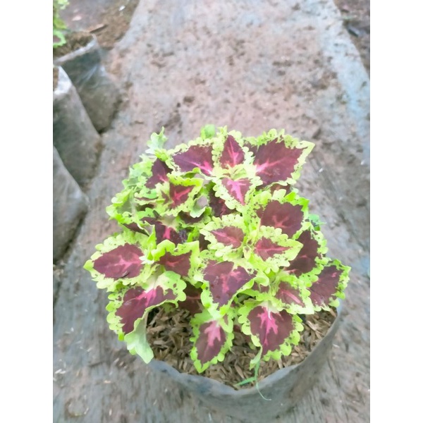 Jual Miana Kol Corak Merah Strip Kuning | Shopee Indonesia